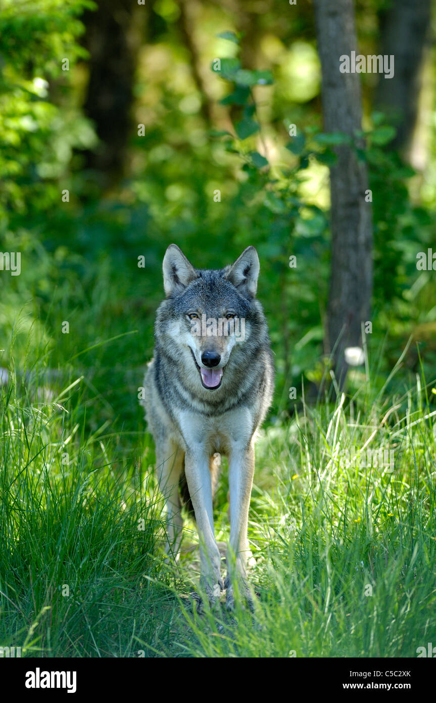 Wolf in hi-res stock photography and images - Alamy