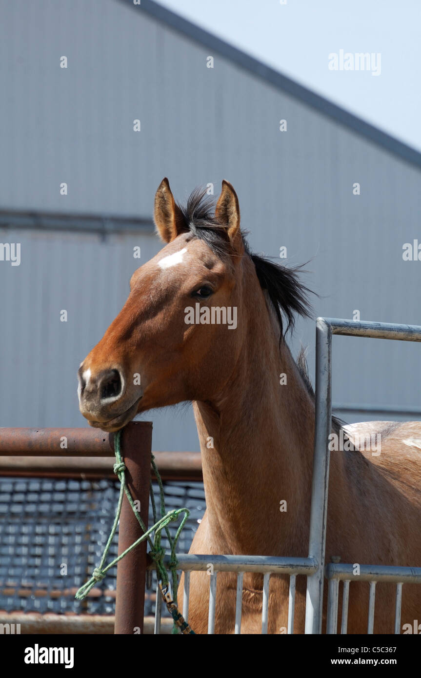 Horse in outdoor pen with mane blowing in the winds Stock Photo - Alamy
