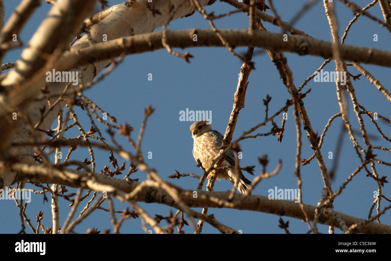 Merlin sits in a tree at dusk and observes things happening on the ...