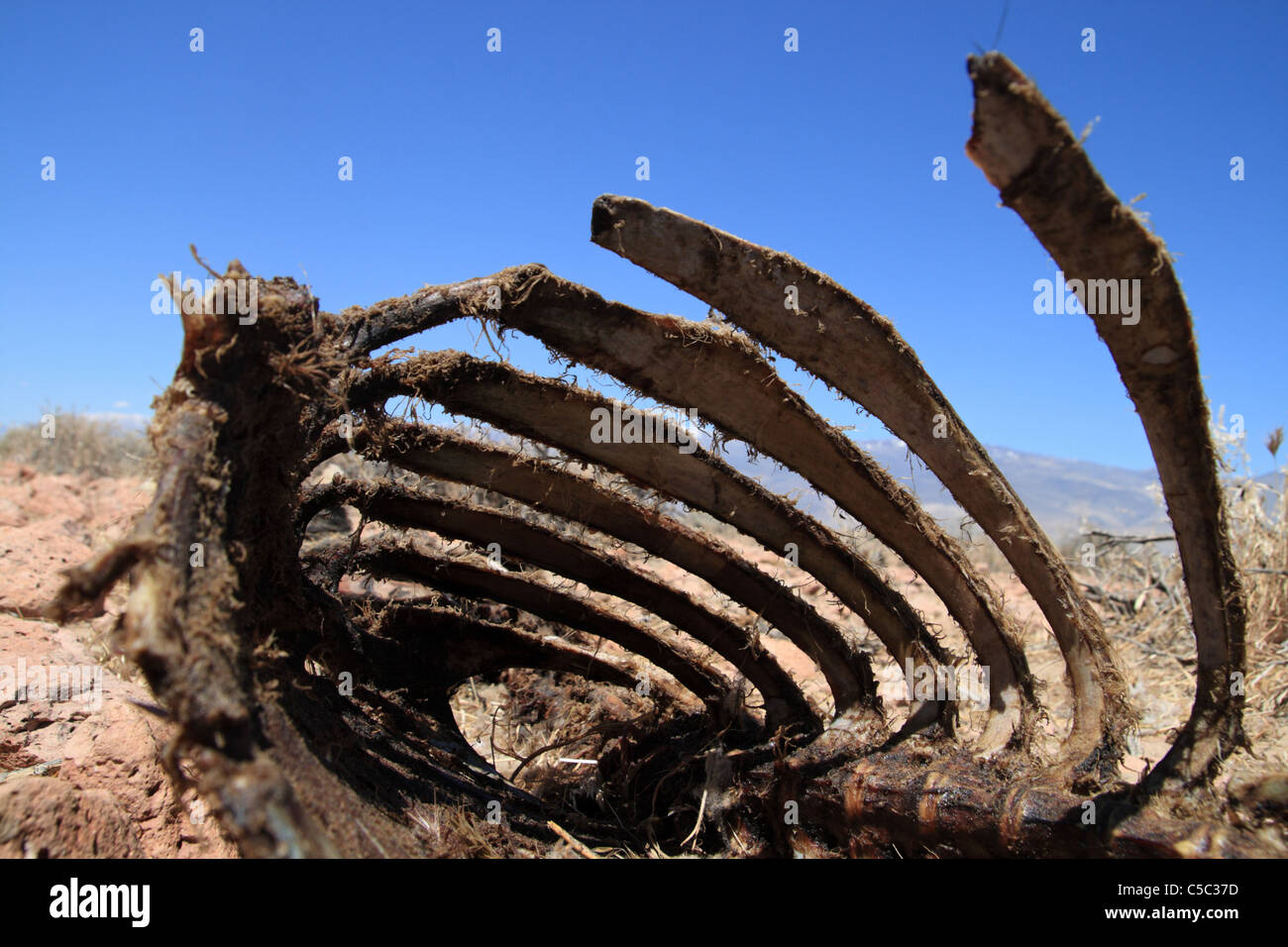 Rib bones hi-res stock photography and images - Alamy