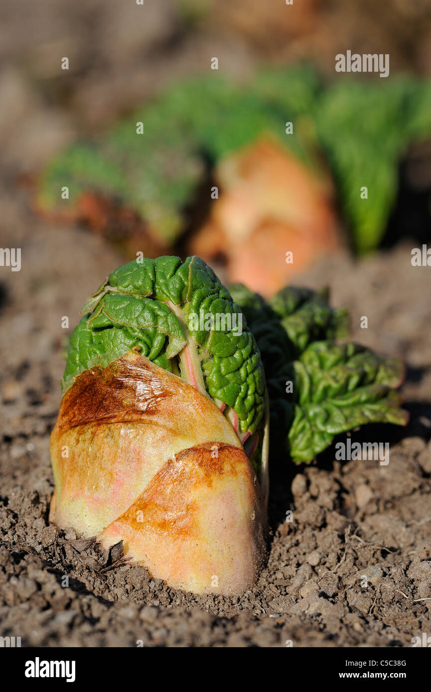 Rhubarb rheum rhaponticum hi-res stock photography and images - Alamy