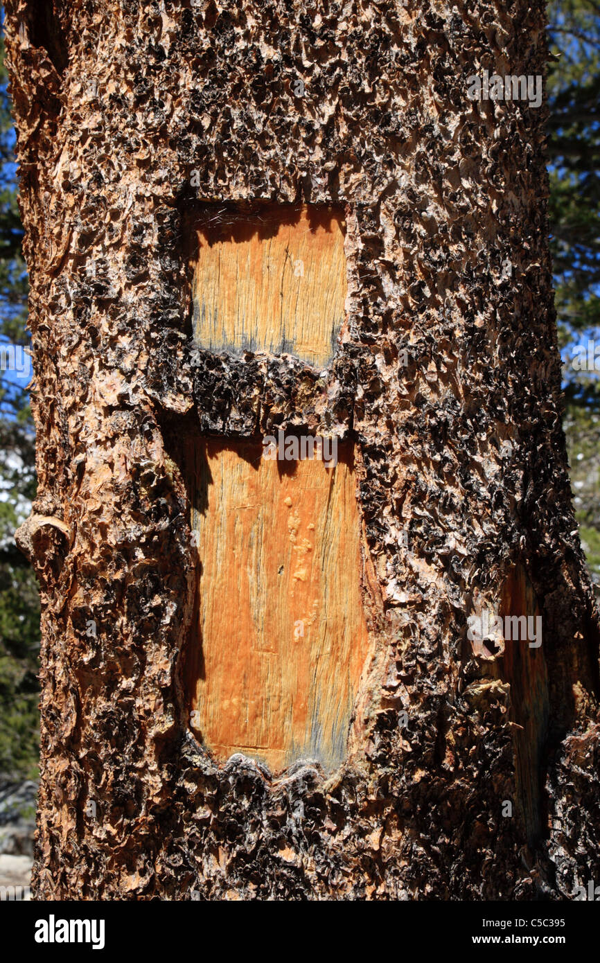 i blaze carved into a pine tree to mark a trail Stock Photo - Alamy