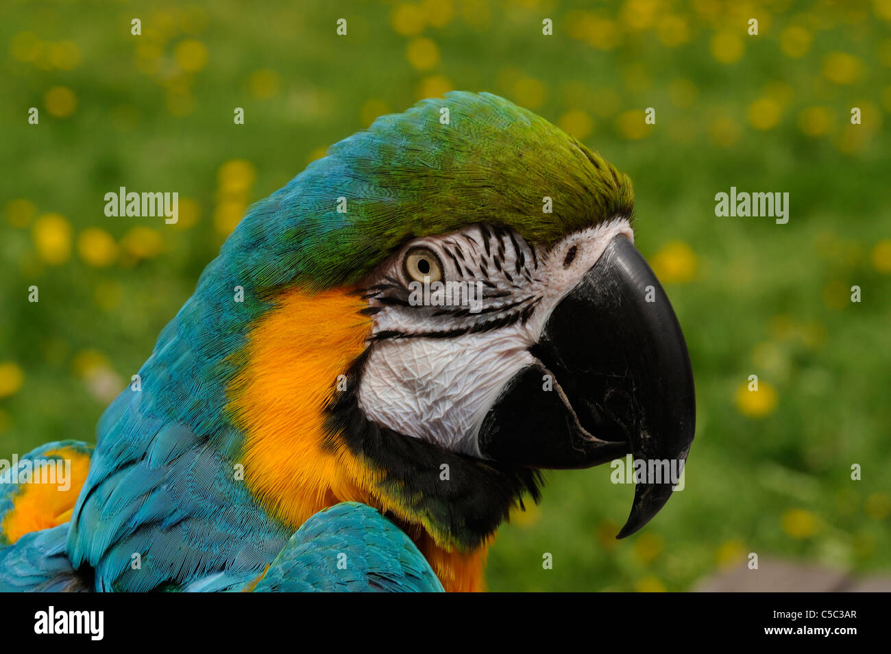 Parrot profile hi-res stock photography and images - Alamy