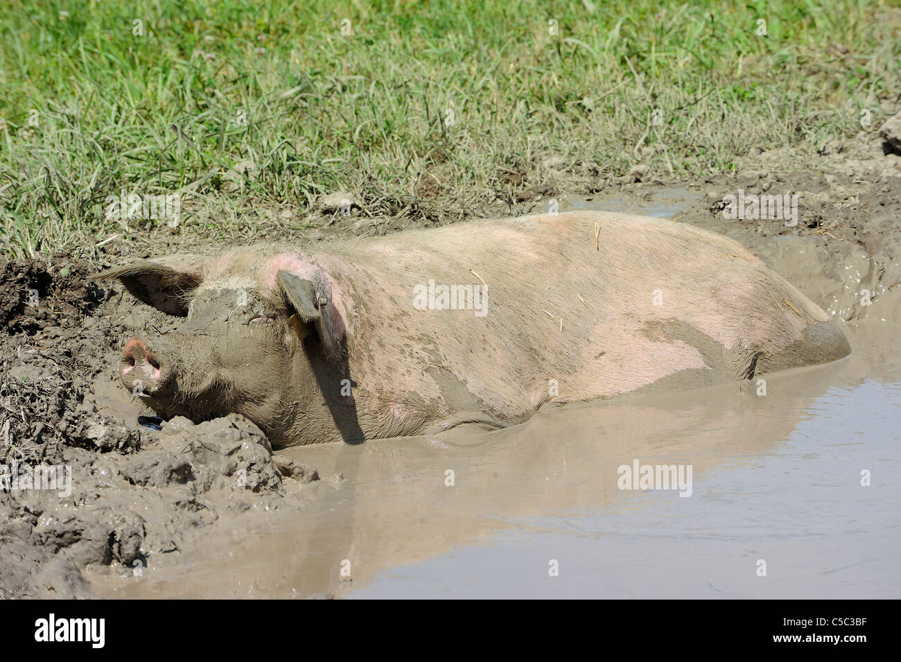 Slough grass hi-res stock photography and images - Alamy