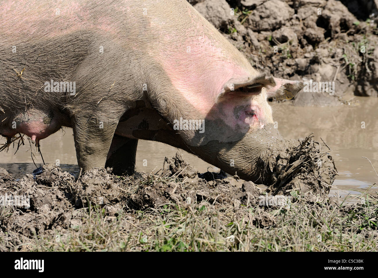 Pig in the mud hi-res stock photography and images - Alamy