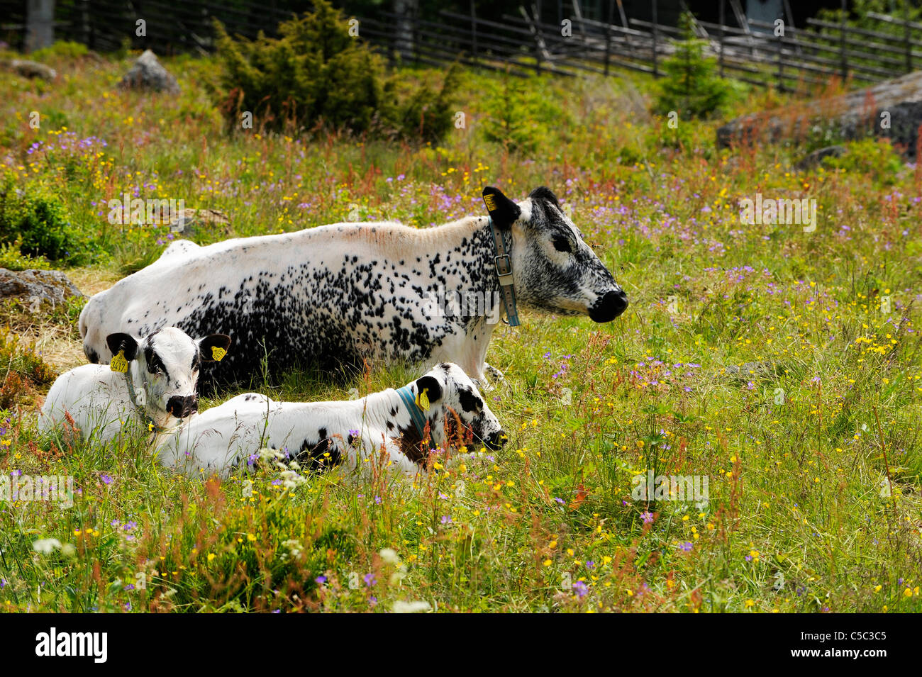 Animals grazing in pasture hi-res stock photography and images - Alamy