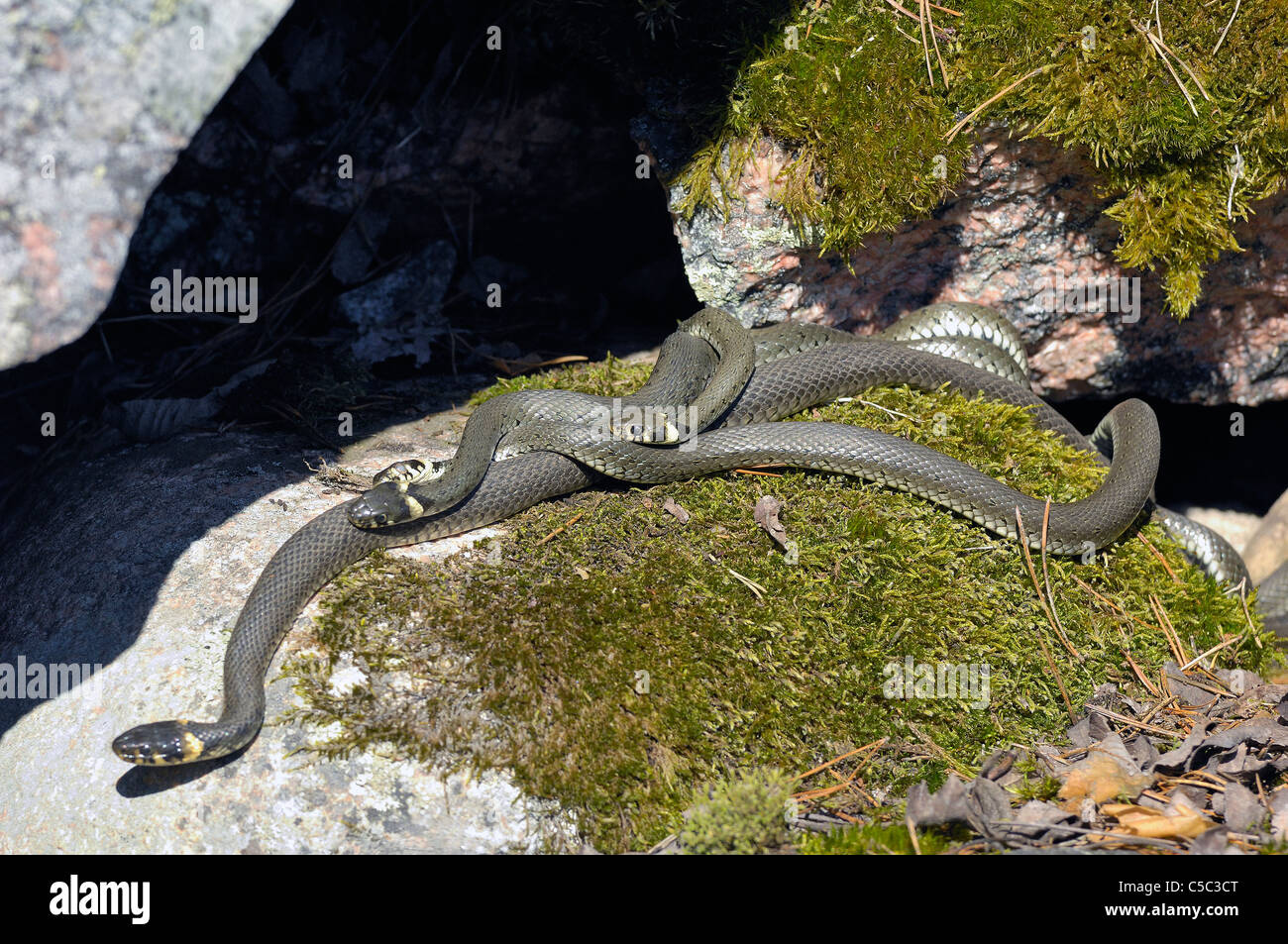 Snakes coiling hi-res stock photography and images - Alamy