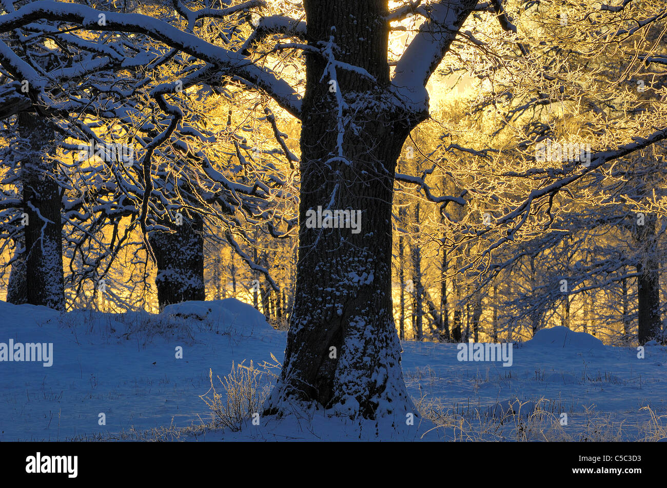 Woods and rime hi-res stock photography and images - Alamy