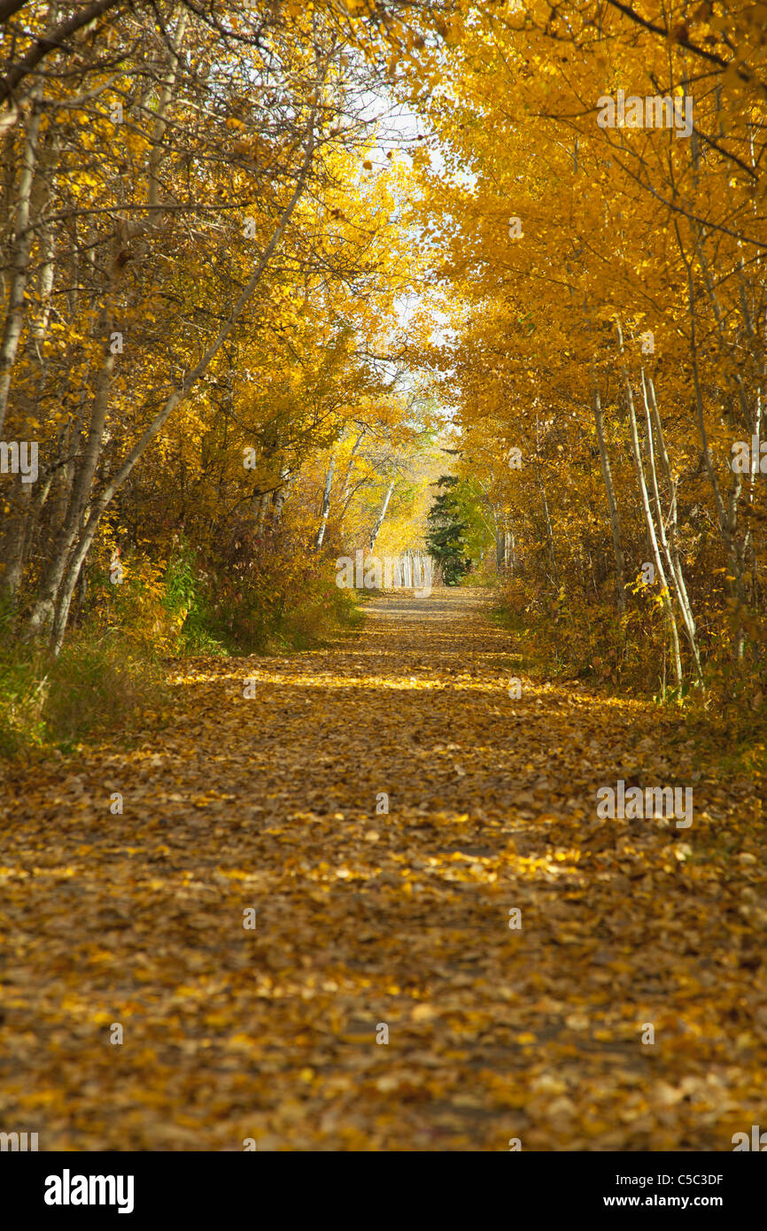 Covered in leaves hi-res stock photography and images - Alamy