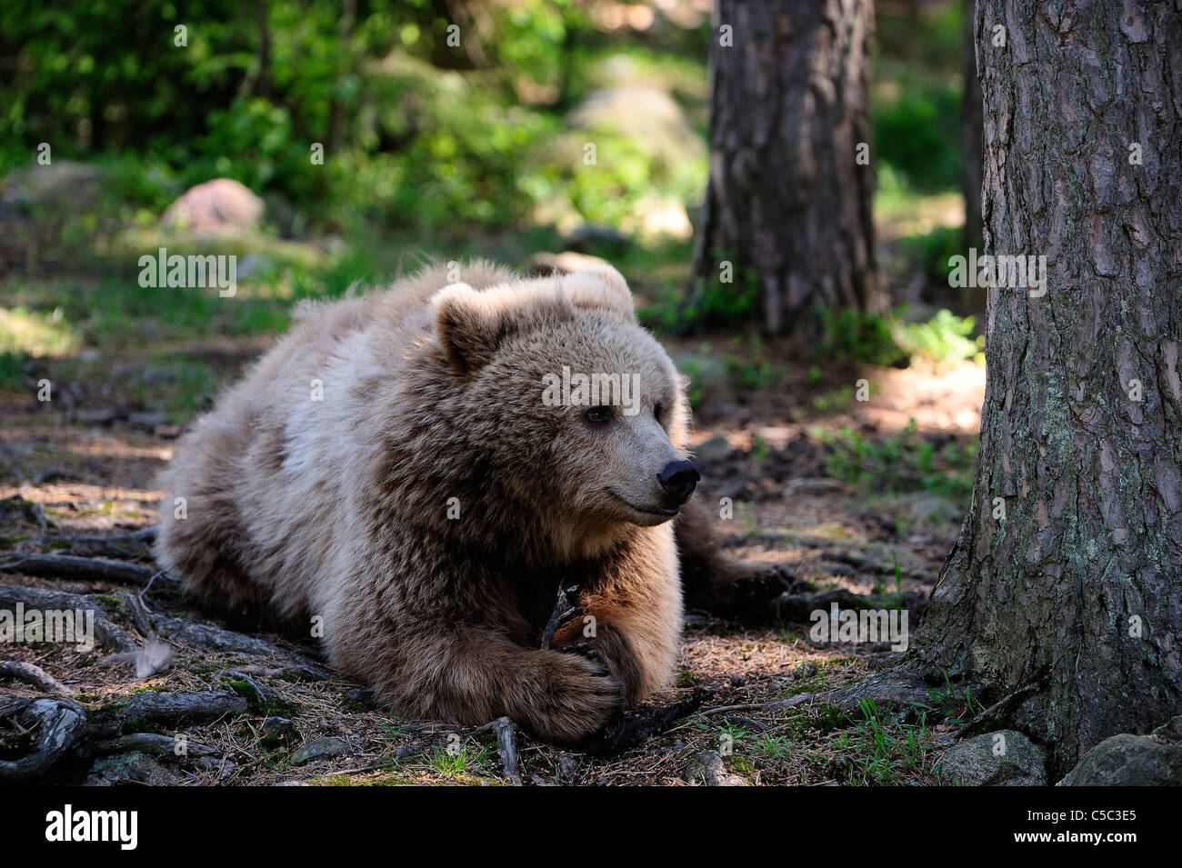 Bear on the tree hi-res stock photography and images - Alamy