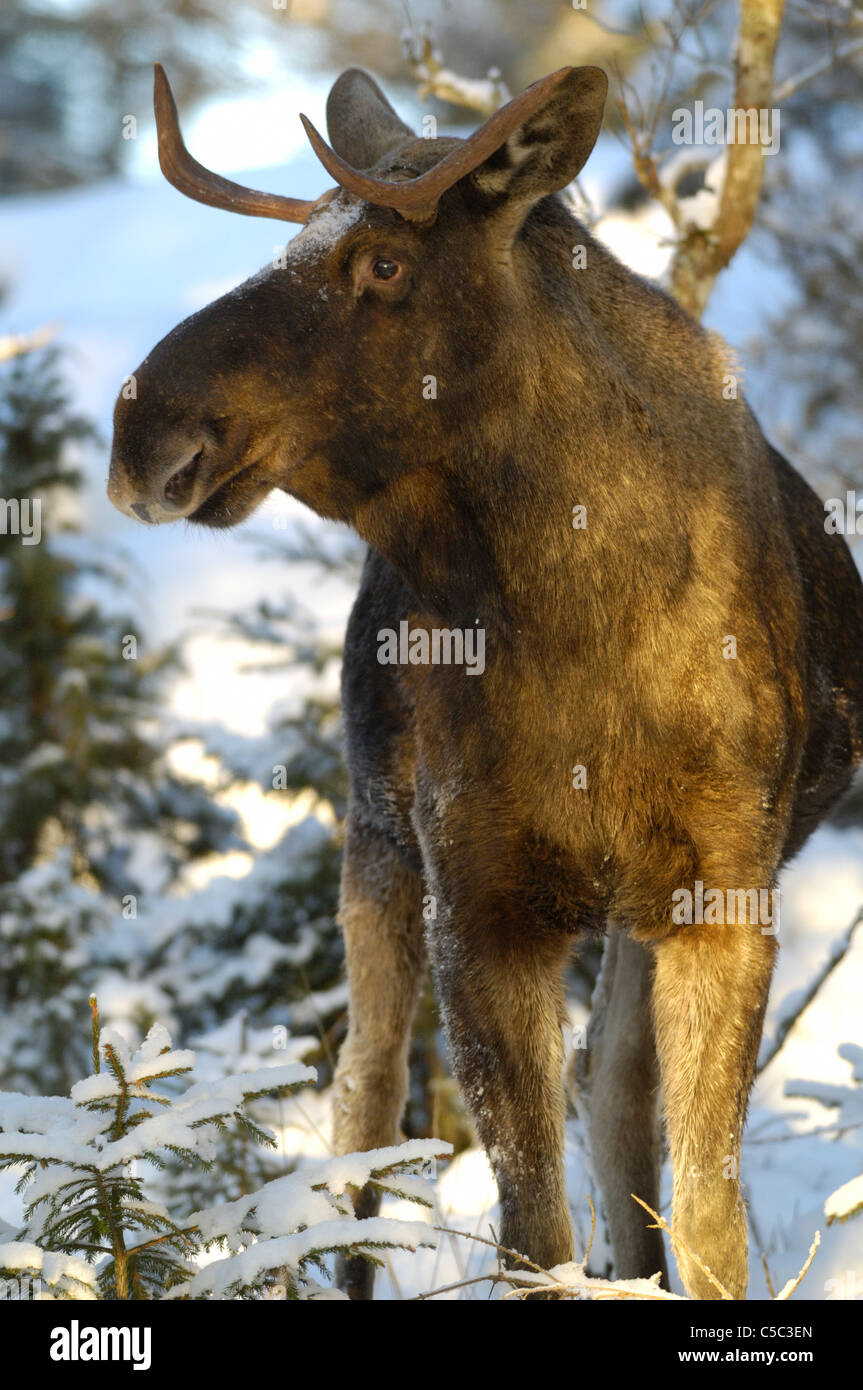 Bull Moose Profile Stock Photos & Bull Moose Profile Stock Images - Alamy