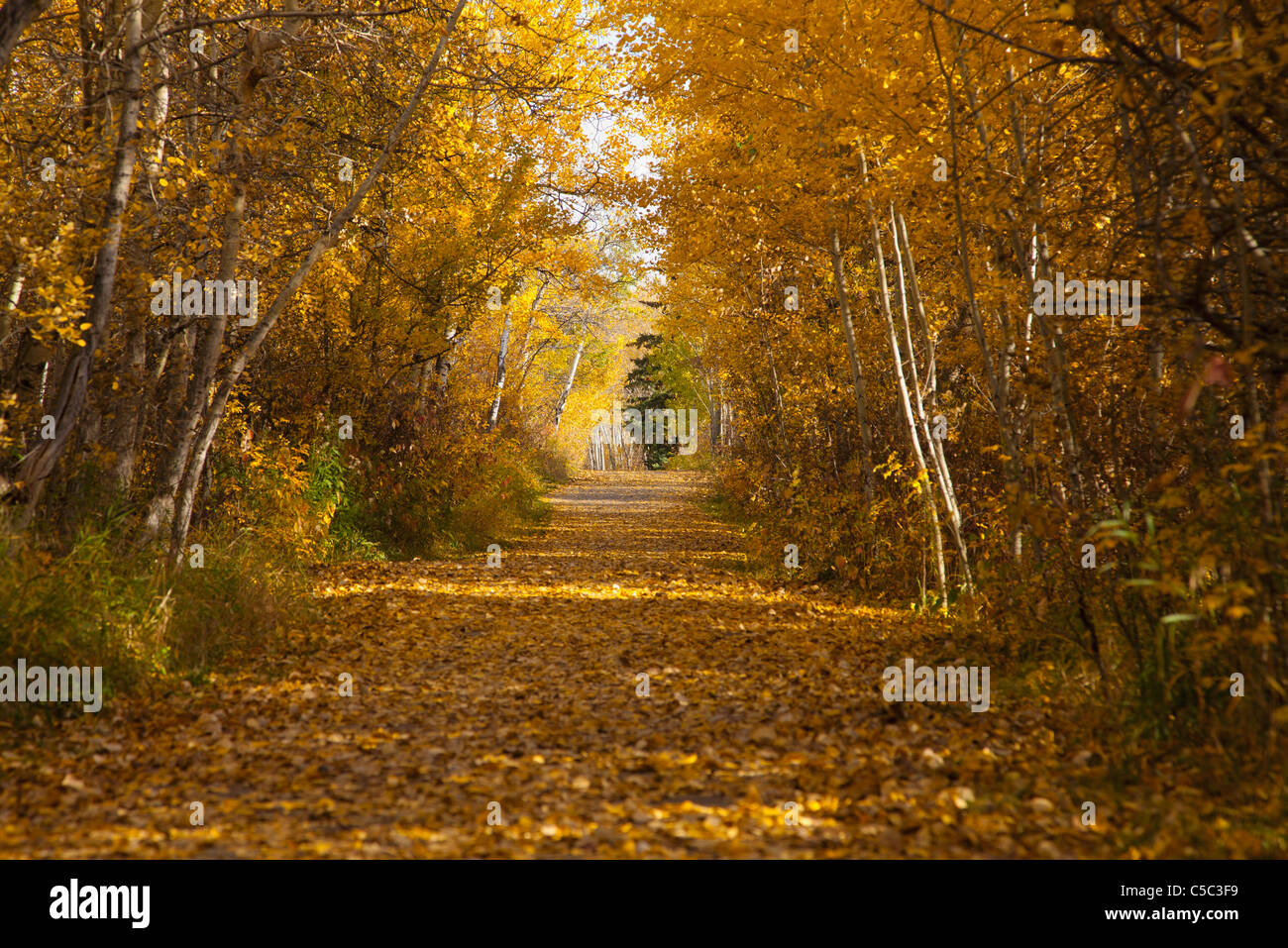 A Pathway Covered In Leaves In Autumn; St. Albert, Alberta, Canada ...