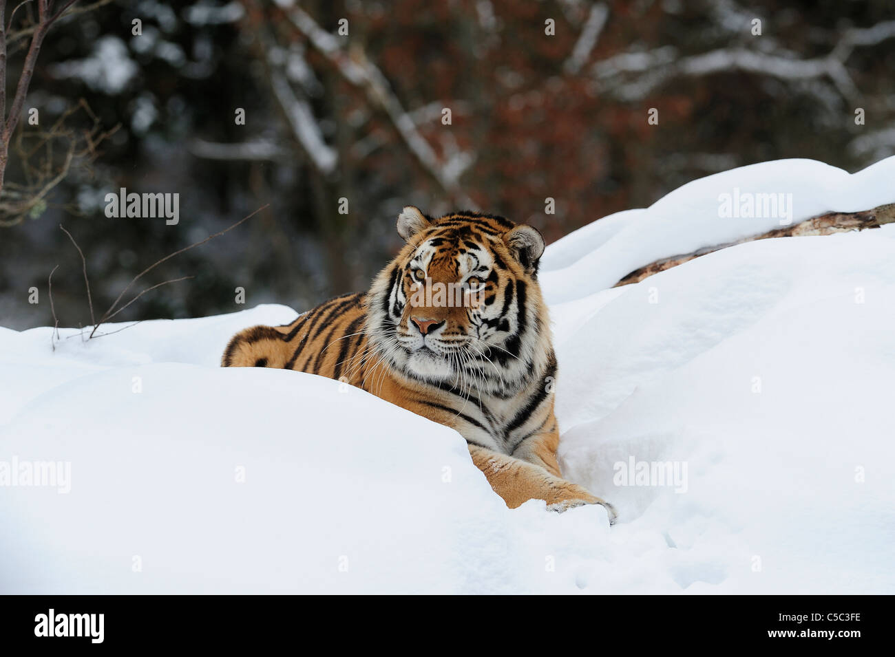 Agile tiger hi-res stock photography and images - Alamy