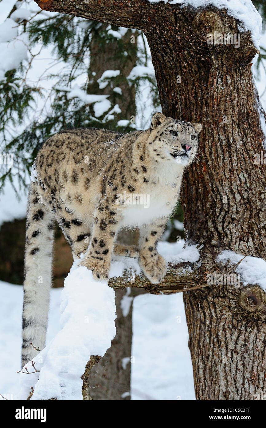 Snow Leopard Paw Snow High Resolution Stock Photography and Images - Alamy