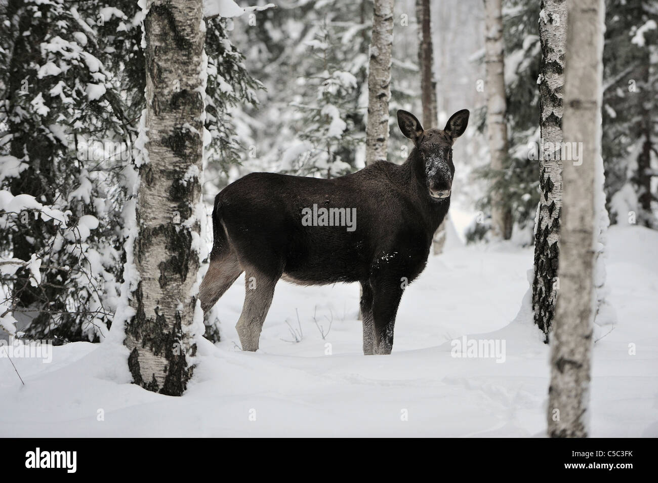 Elk stand hi-res stock photography and images - Alamy