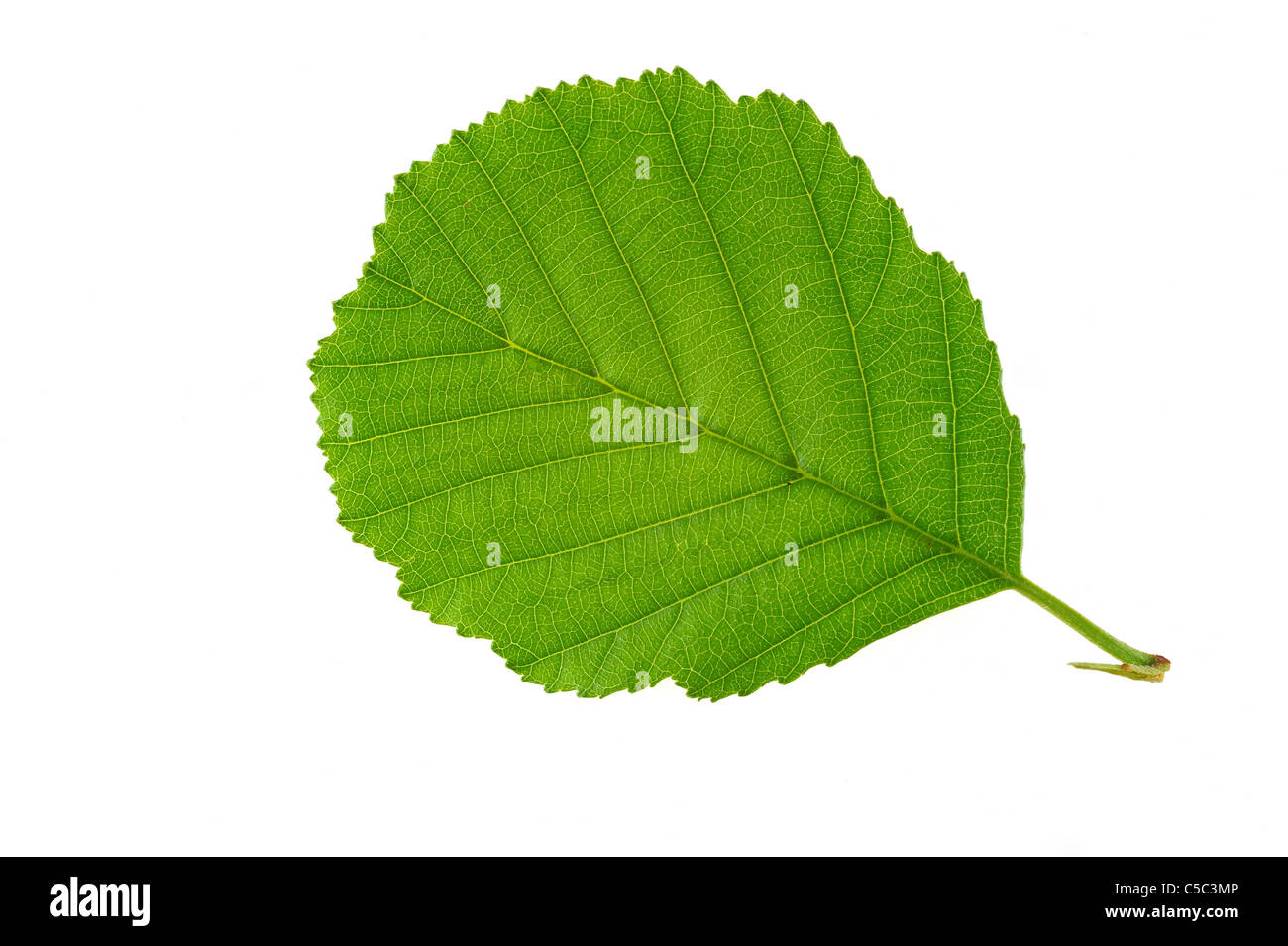 Aldertree leaf hi-res stock photography and images - Alamy