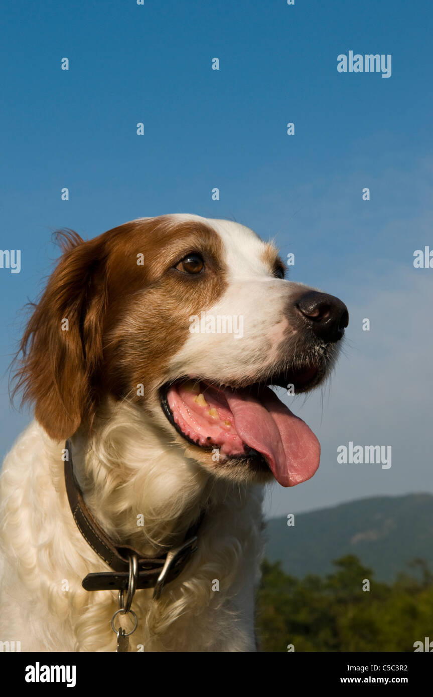 Portrait of an Irish Red and White Setter Dog Stock Photo - Alamy