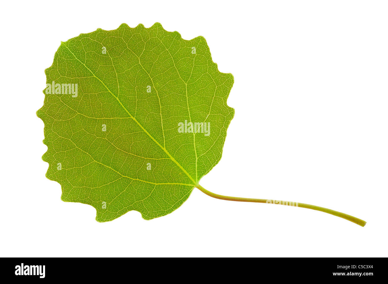 Aspen trees or populus tremula Cut Out Stock Images & Pictures - Alamy