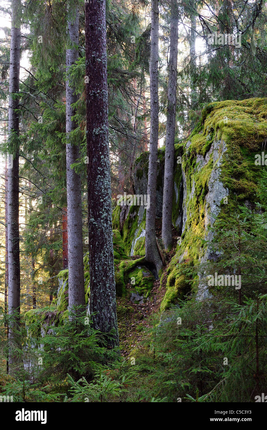 Pine clad hi-res stock photography and images - Alamy