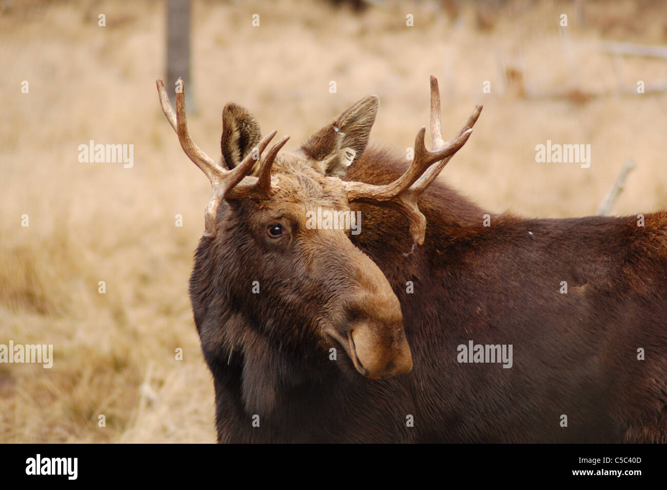 Young bull moose portrait in captivity Stock Photo - Alamy