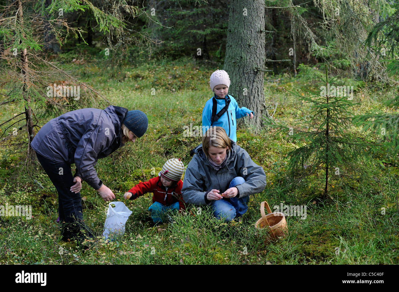 Picking Mushrooms High Resolution Stock Photography and Images - Alamy