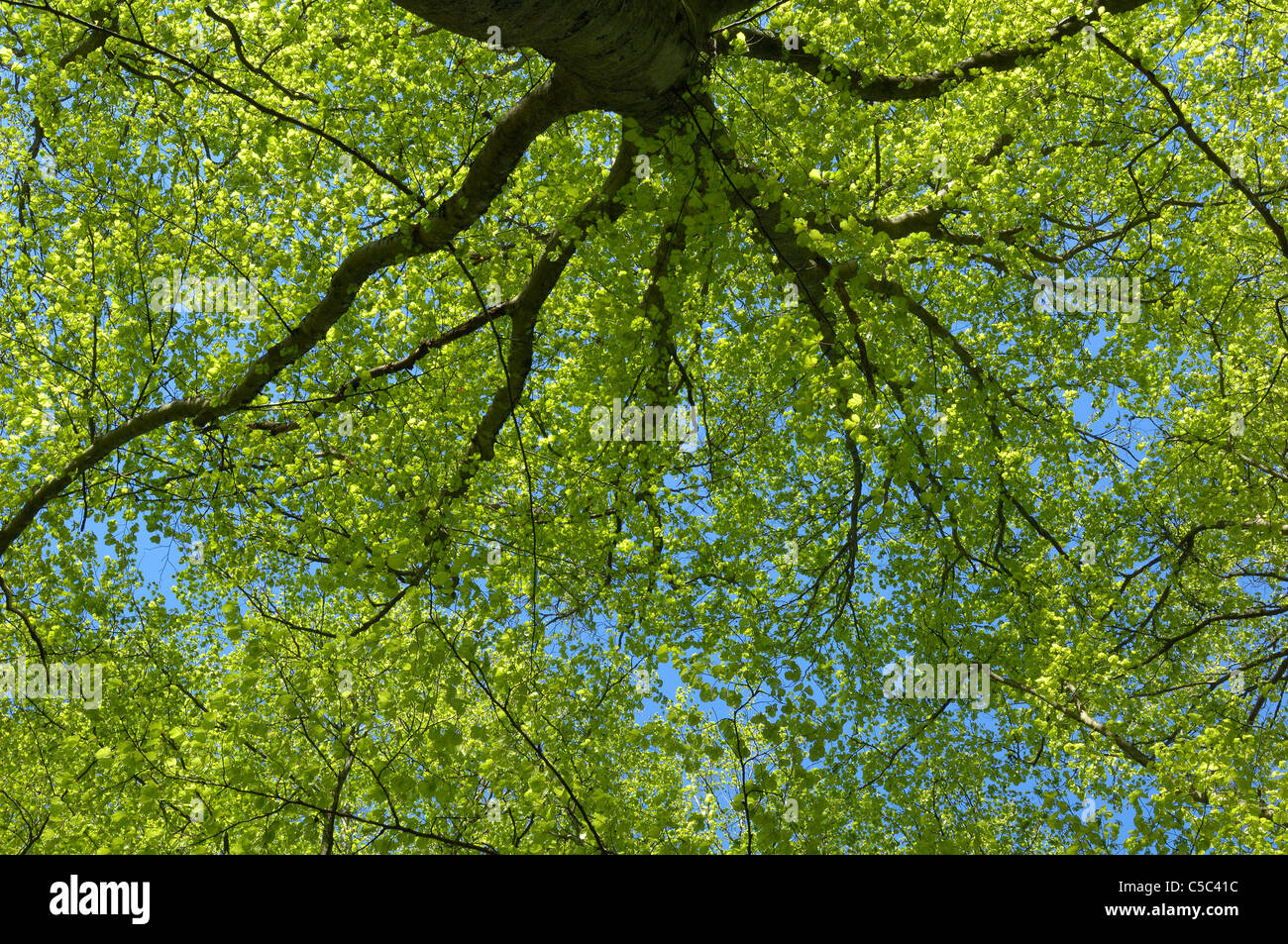 Large beech tree hi-res stock photography and images - Alamy