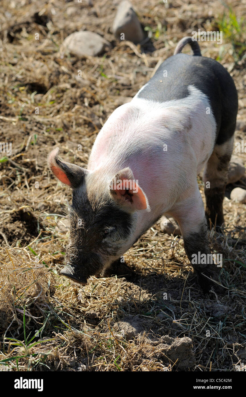 Rooting spotted hi-res stock photography and images - Alamy