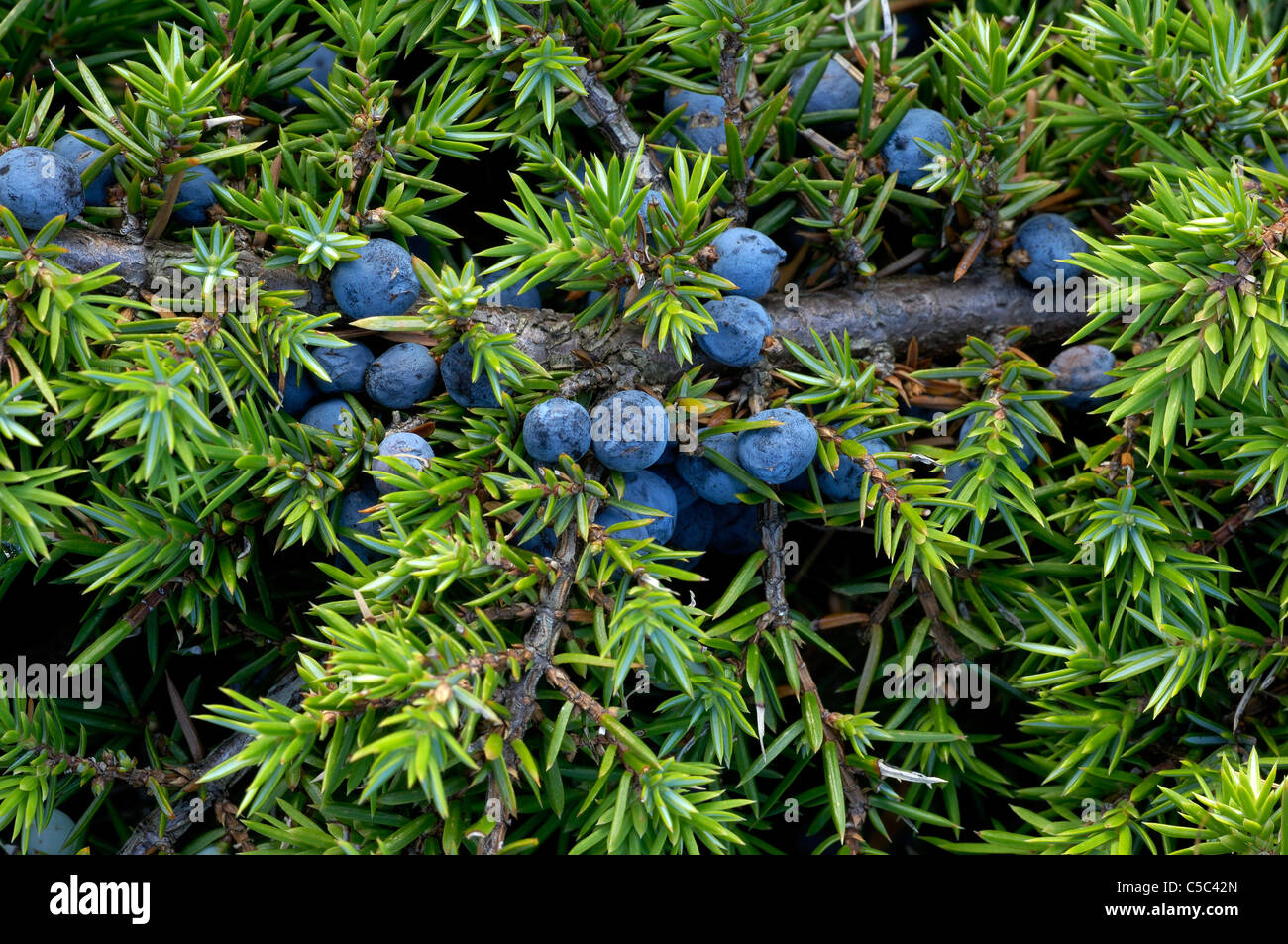 Juniper Berry Botanical High Resolution Stock Photography and Images ...