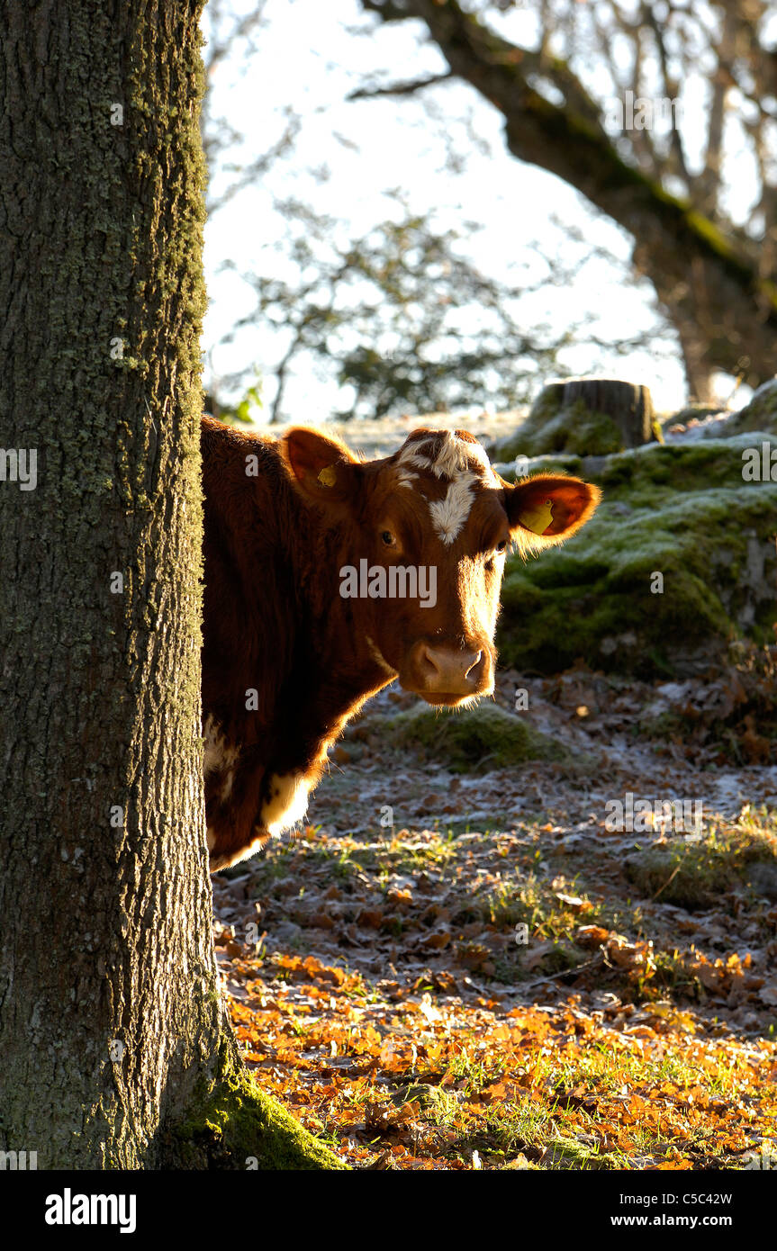 Cow behind a tree hi-res stock photography and images - Alamy