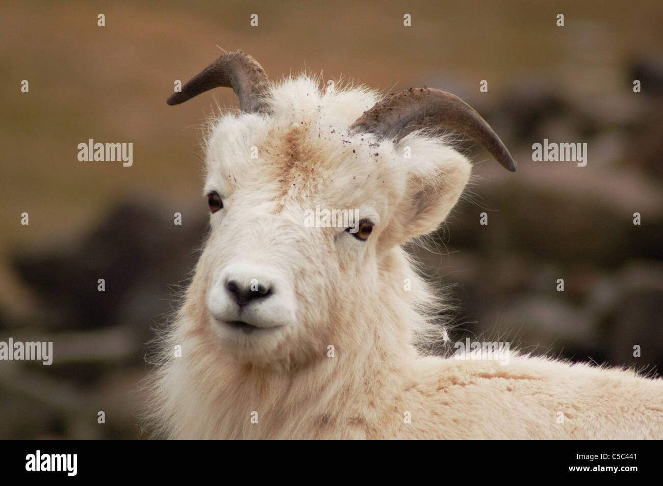 A young Dall's sheep ram looks into the camera after digging in the ...