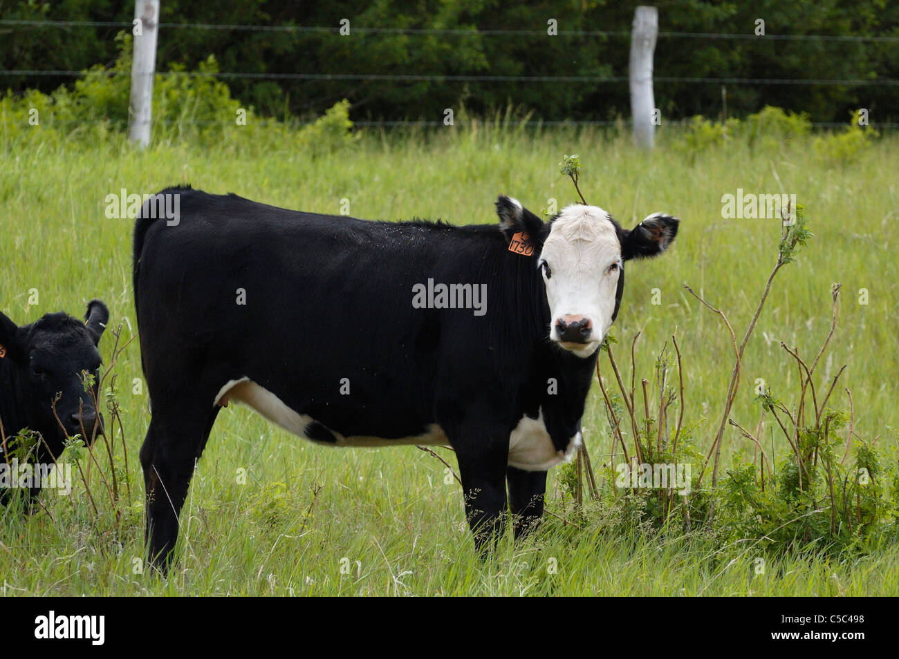 Cow milking field hi-res stock photography and images - Alamy