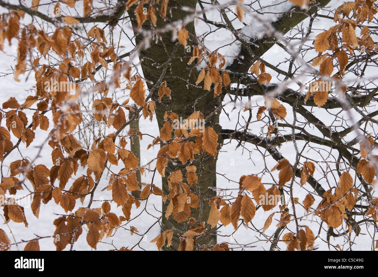 Grey dead tree hi-res stock photography and images - Alamy