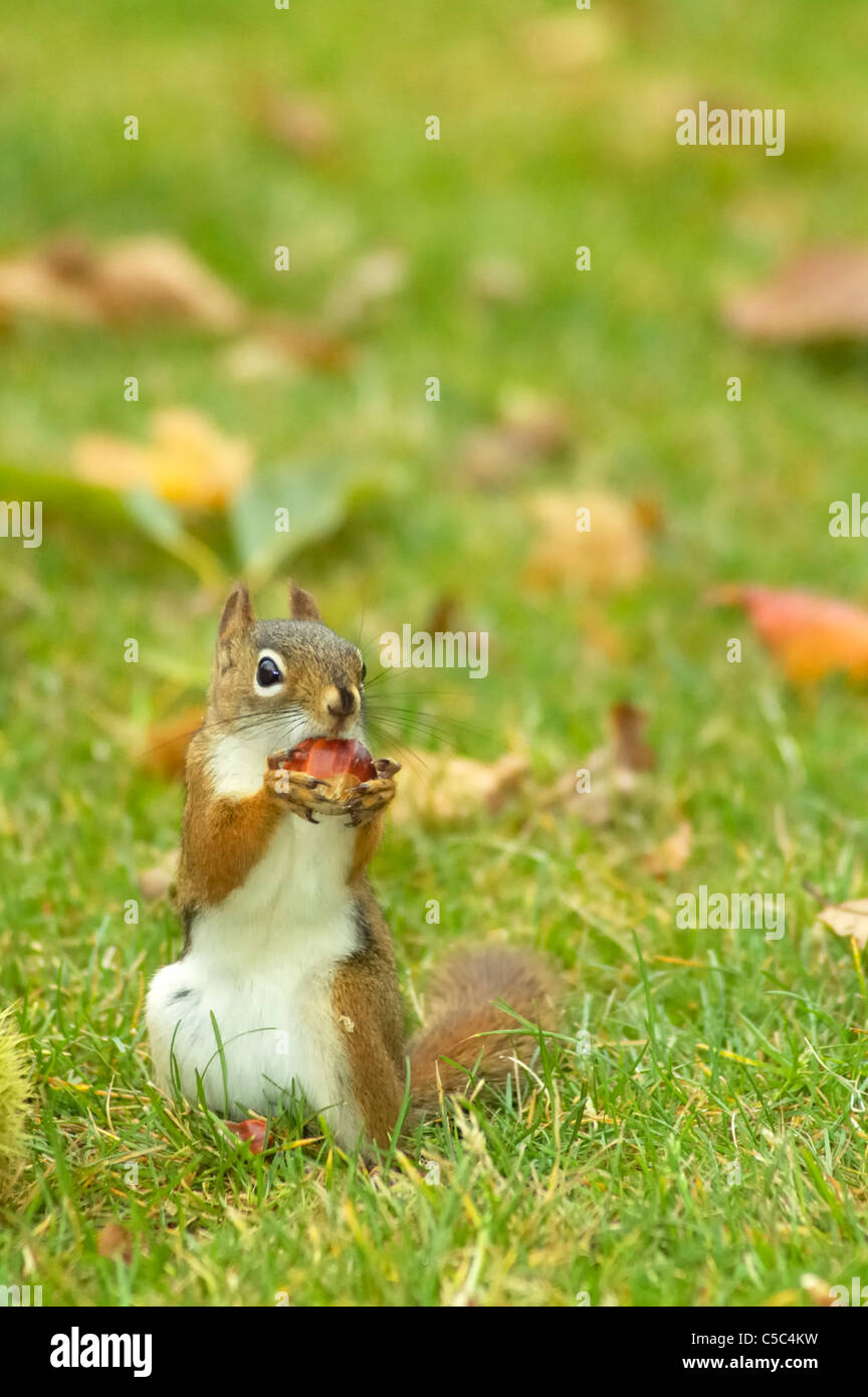 Squirrel gathers chestnuts for winter Stock Photo - Alamy