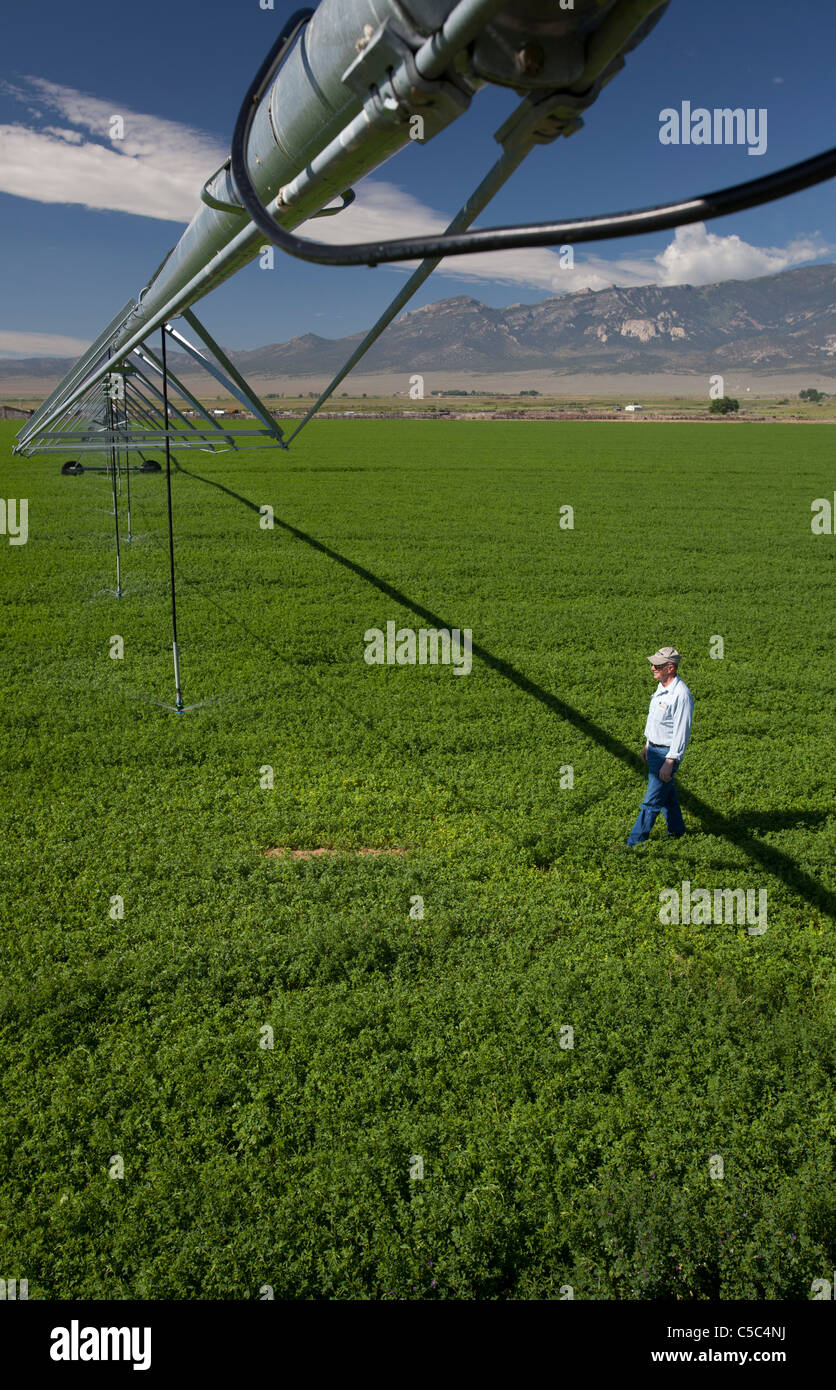 Nevada Cattle Ranch Stock Photo - Alamy
