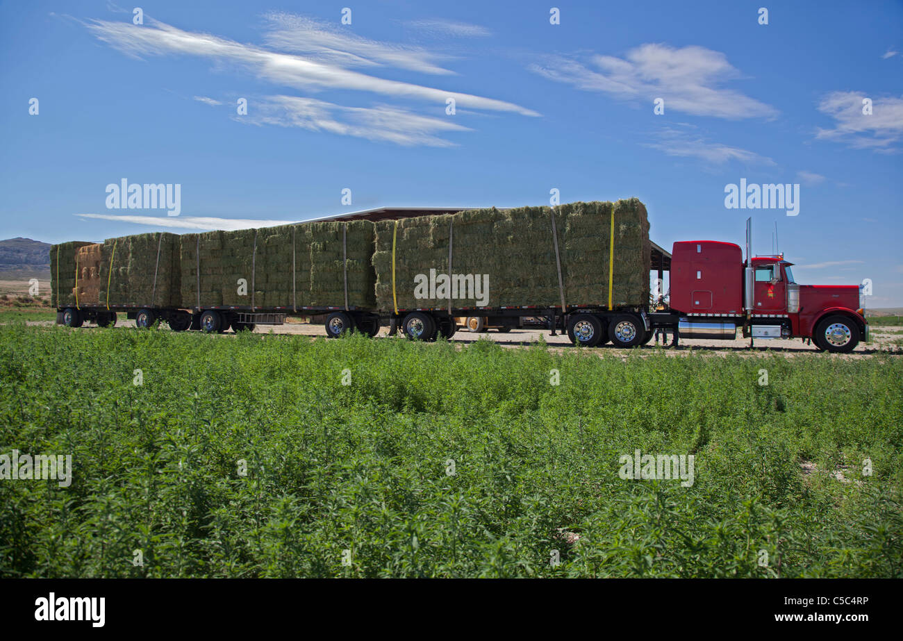 Nevada Cattle Ranch Stock Photo - Alamy