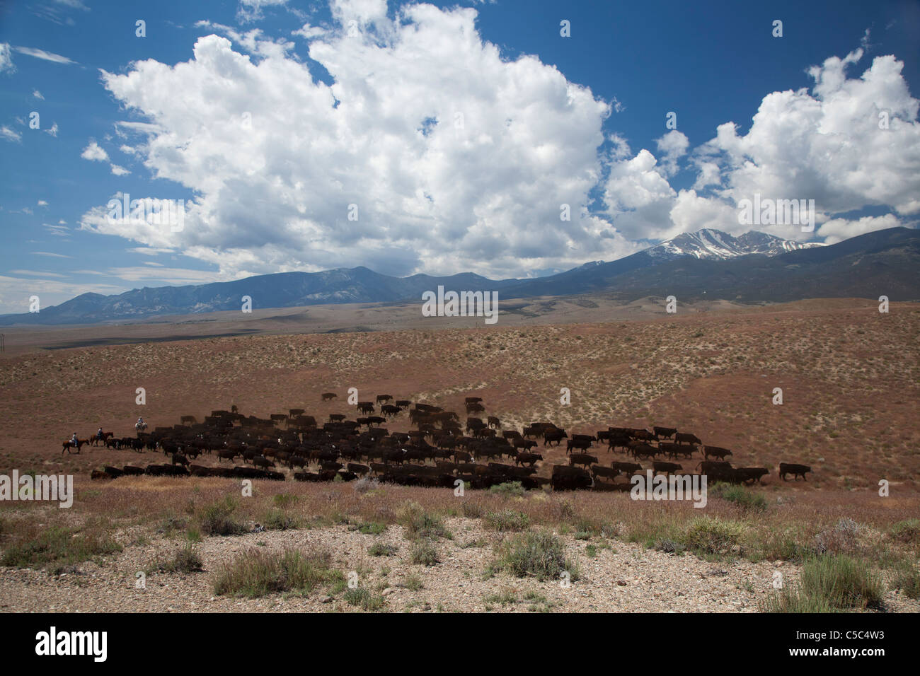 Nevada Cattle Ranch Stock Photo - Alamy