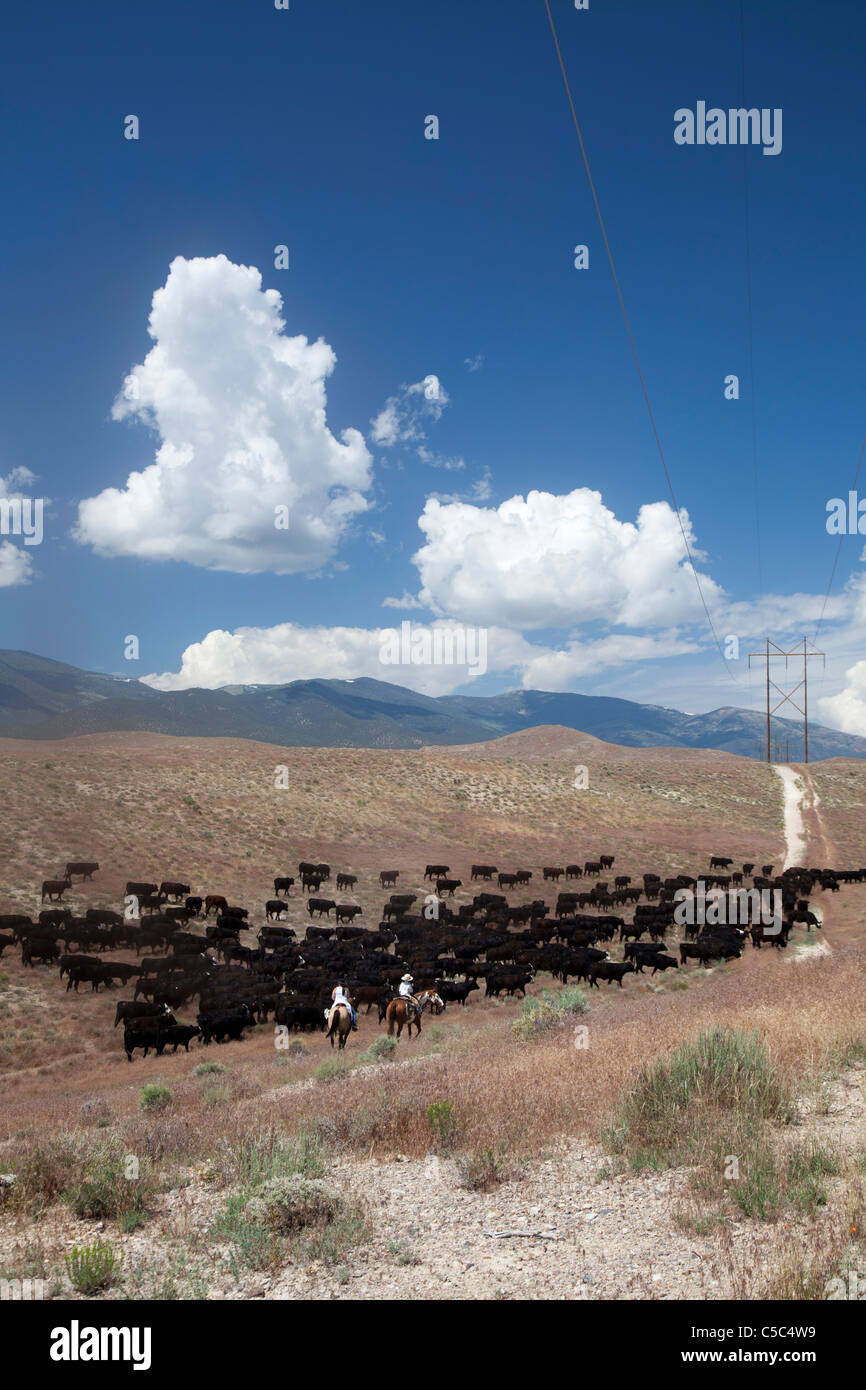 Usa cattle ranch horse hi-res stock photography and images - Alamy
