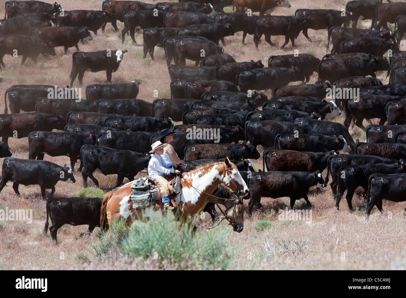 Nevada Cattle Ranch Stock Photo - Alamy