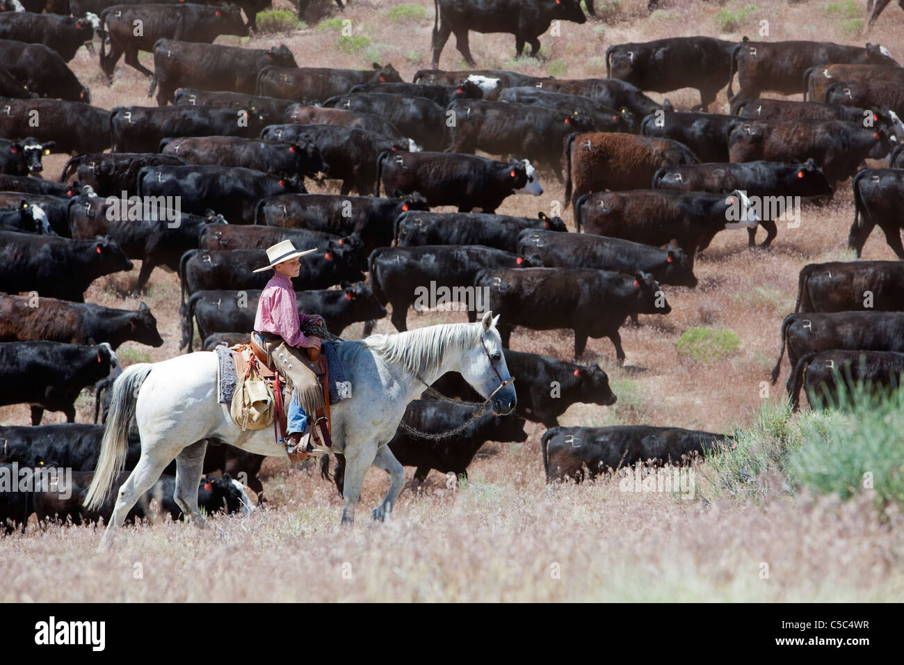 Nevada Cattle Ranch Stock Photo - Alamy