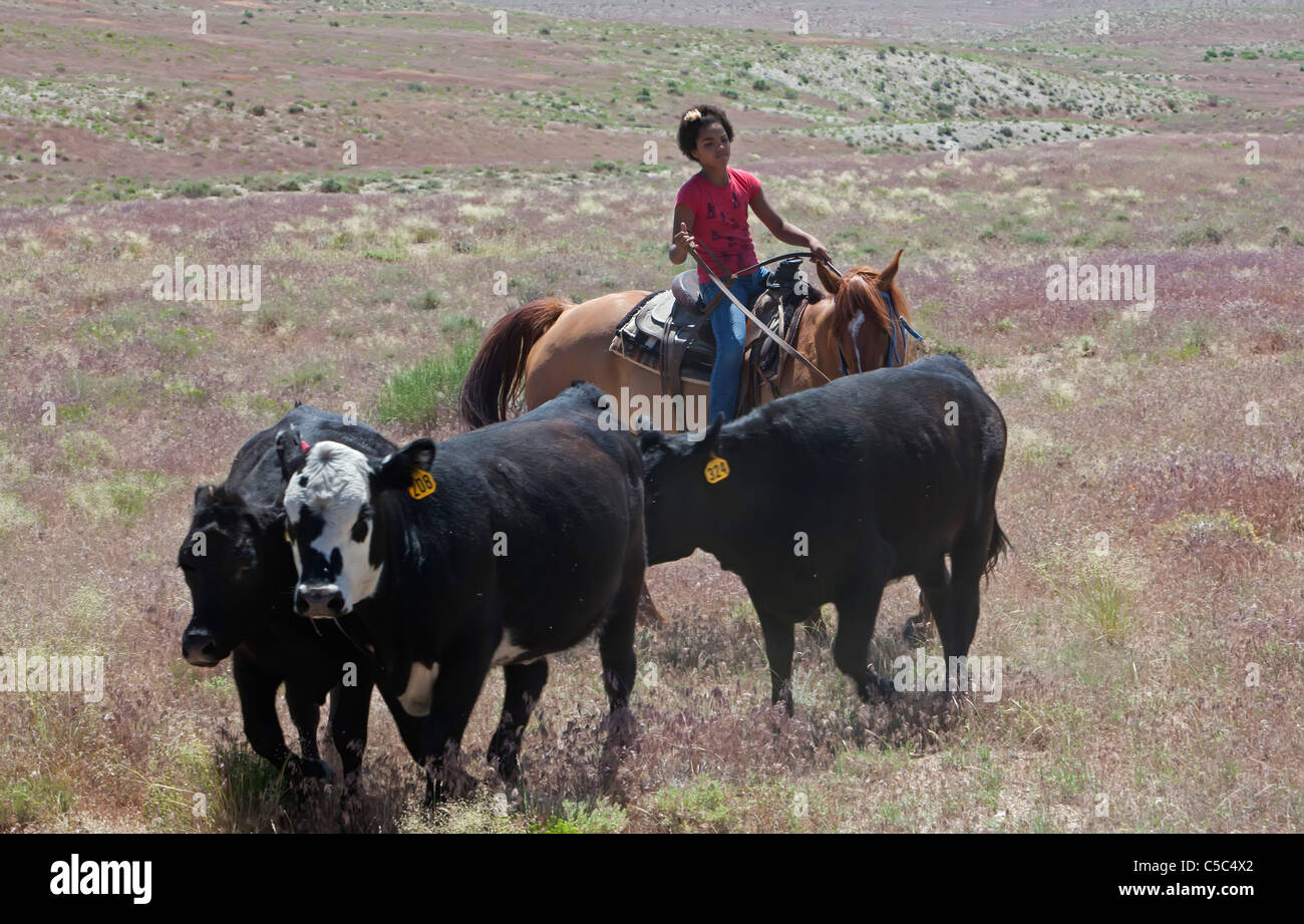 Cowgirl herding cattle hi-res stock photography and images - Alamy