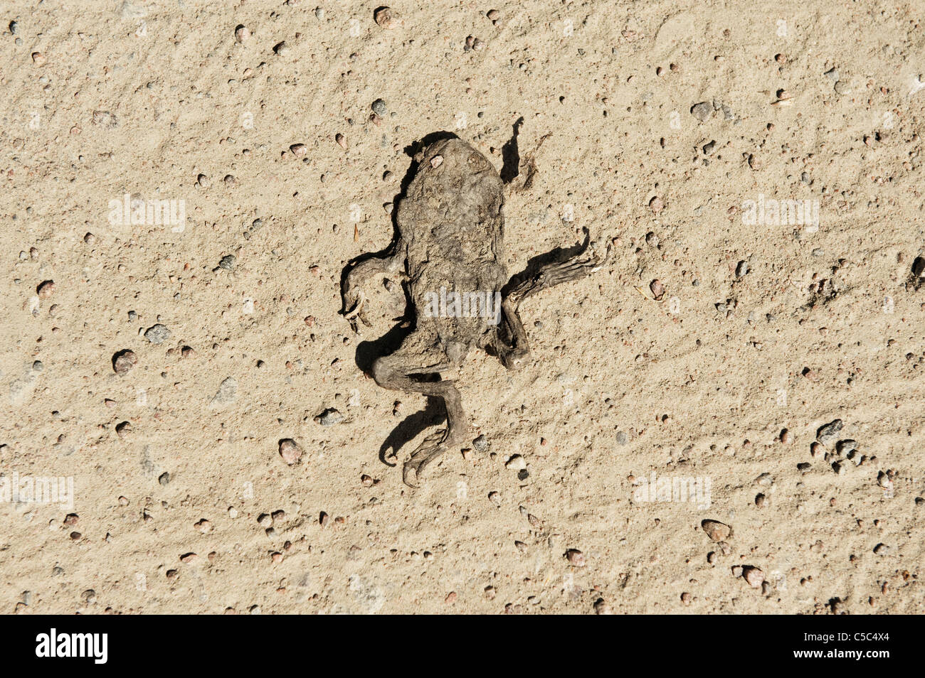 Flat Frog High Resolution Stock Photography and Images - Alamy