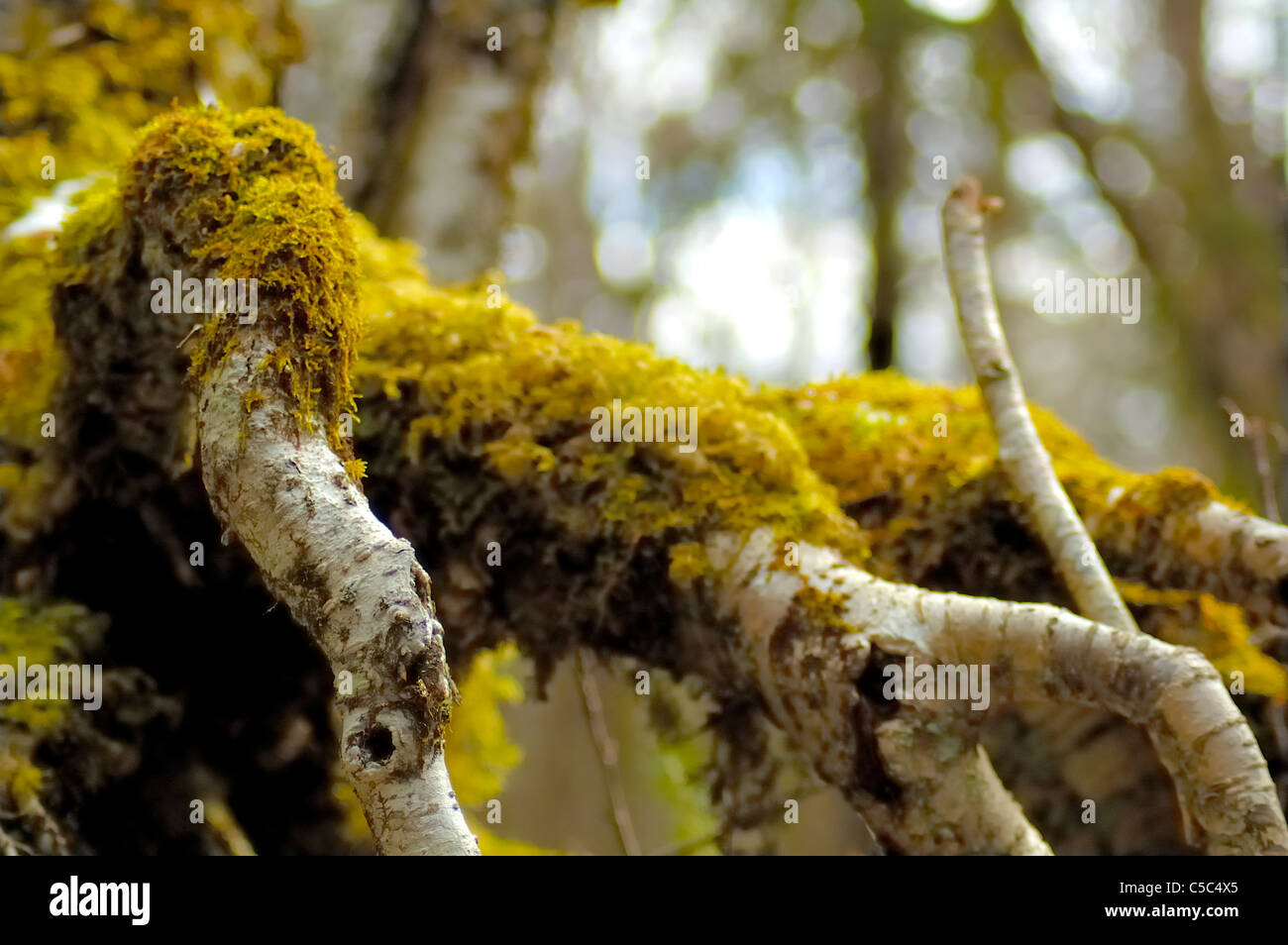 Old knotted roots covered in moss lay along a trail in Nova Scotia ...