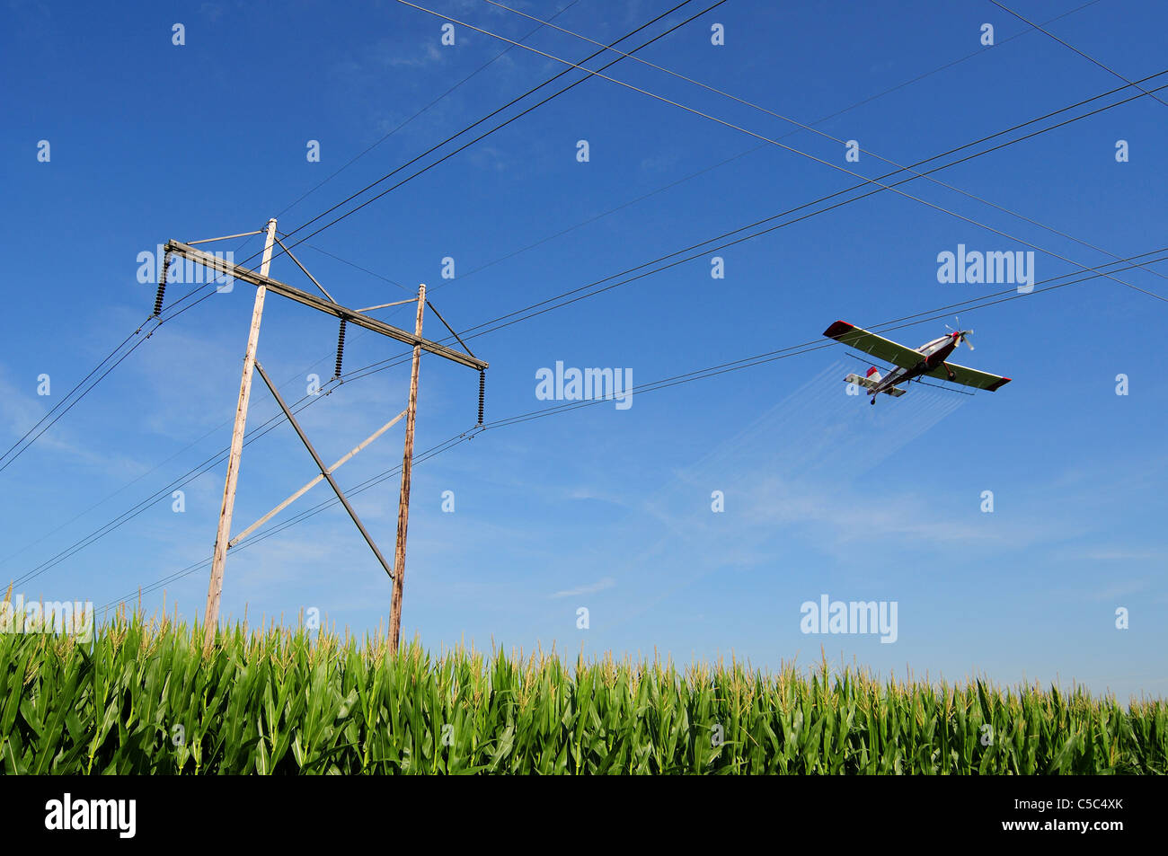 A crop dusting airplane spraying a corn field flies above the power ...