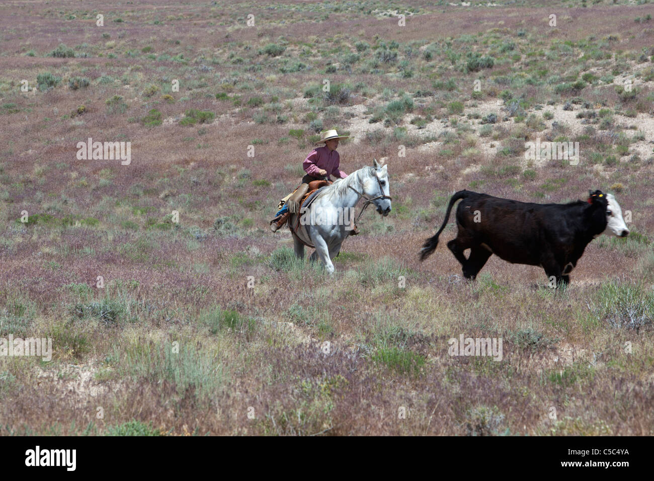 Roping Wild Cattle