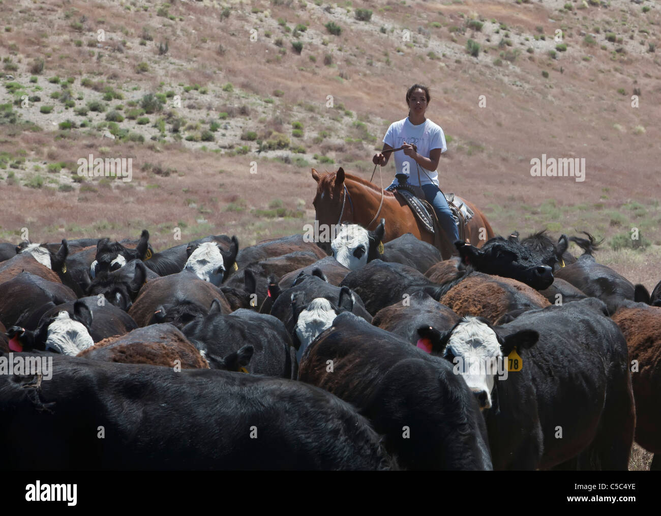 Nevada Cattle Ranch Stock Photo - Alamy