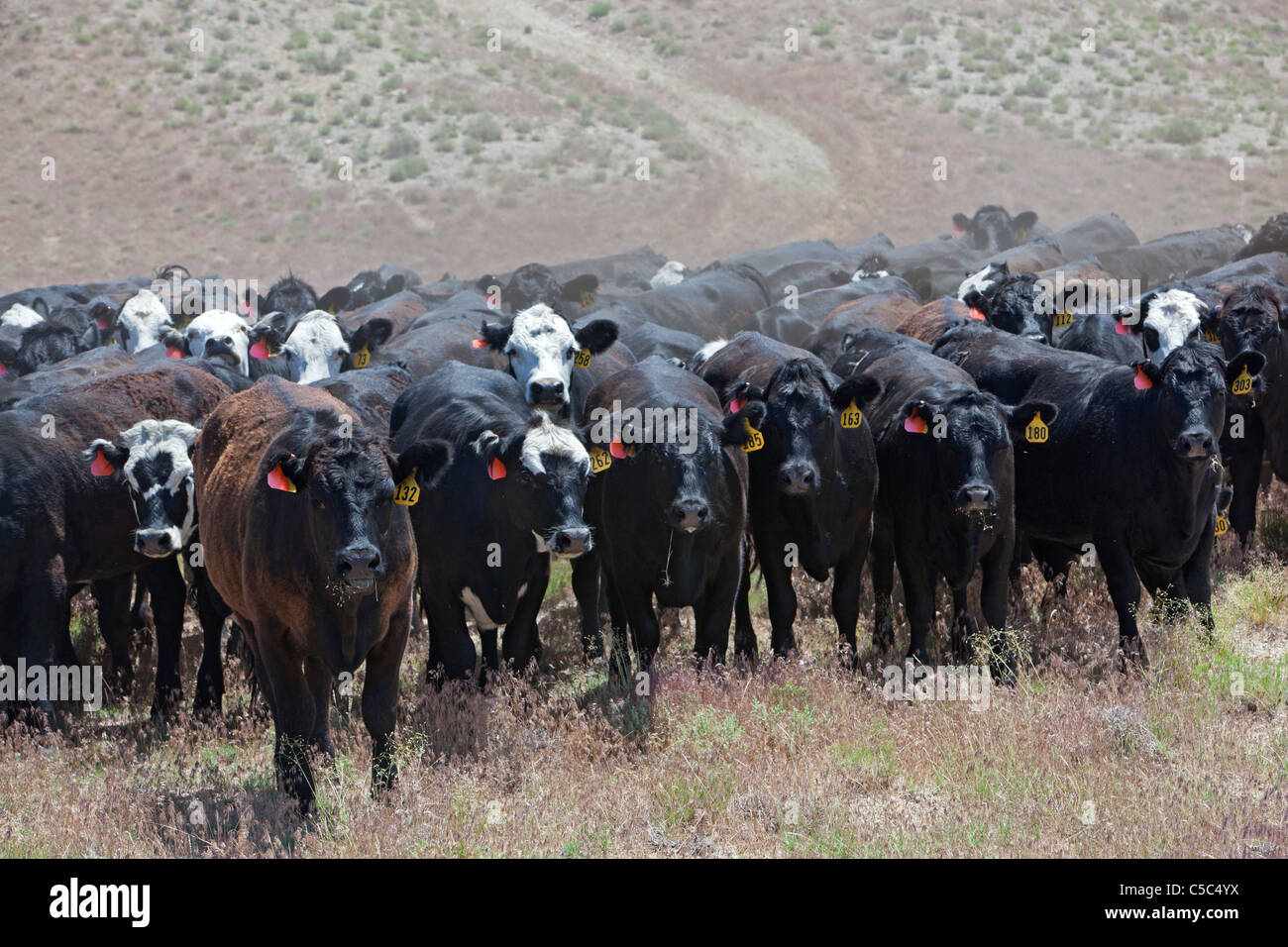 Nevada Cattle Ranch Stock Photo - Alamy