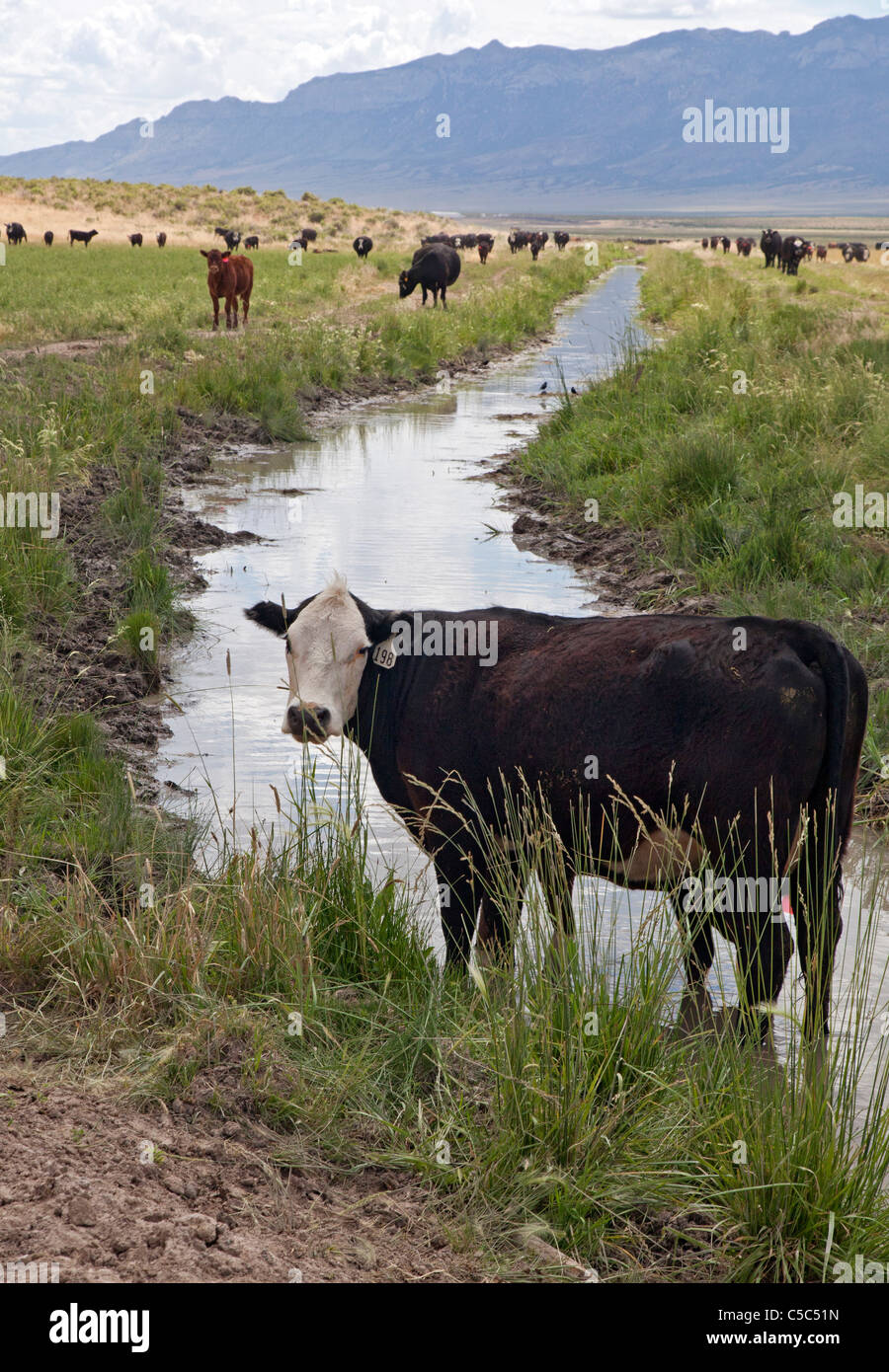 Nevada Cattle Ranch Stock Photo - Alamy
