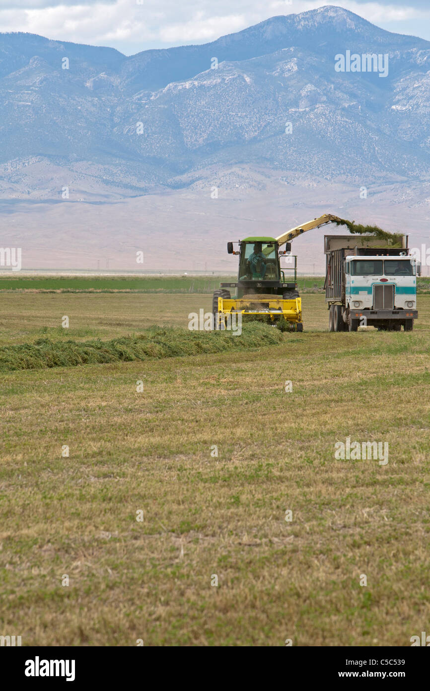 Nevada Cattle Ranch Stock Photo - Alamy