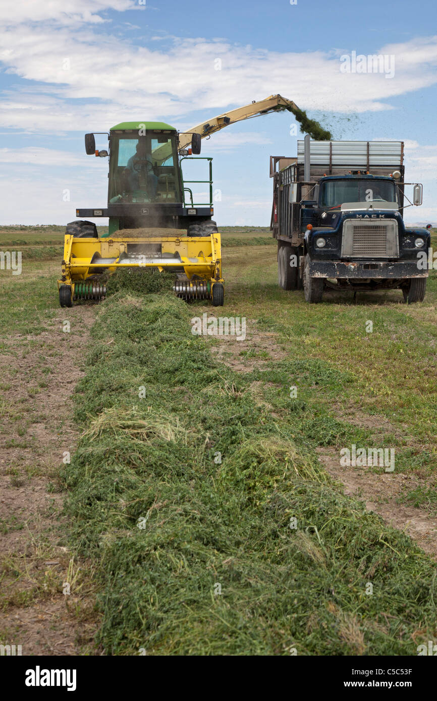 Nevada Cattle Ranch Stock Photo - Alamy