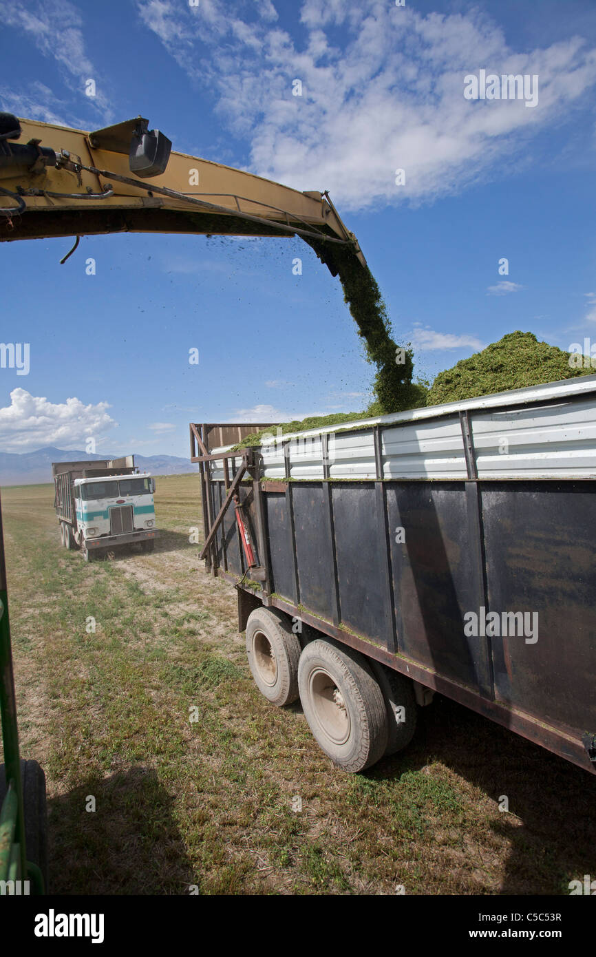 Nevada Cattle Ranch Stock Photo - Alamy